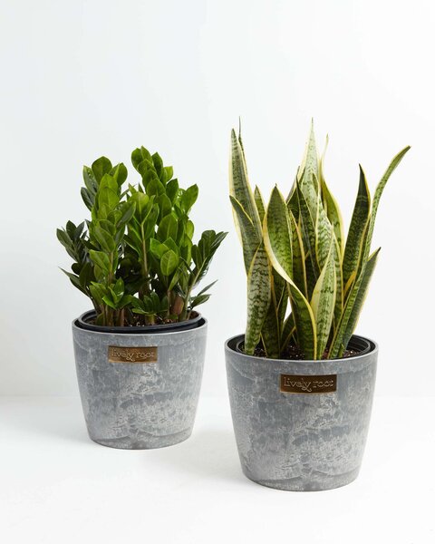 Lively Root - Big Burly Bundle - Military & First Responder Discounts ...