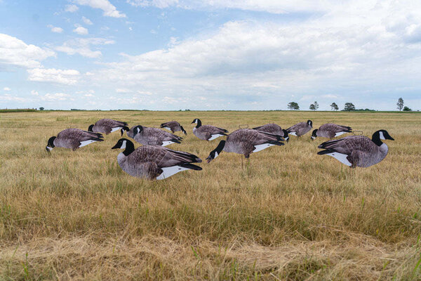 Banded - GHG Pro-Grade Silhouette Canada Goose Decoys - Military ...
