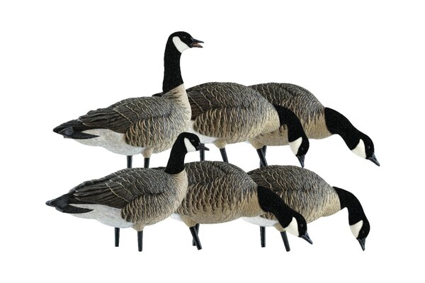Avian-X - AXP Lesser Goose Decoy Fusion 6 Pack - Military & Gov't ...