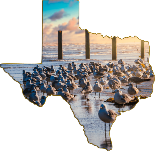 Wimberley Puzzle Company - Seagulls | Texas-Shaped Magnet - Military ...